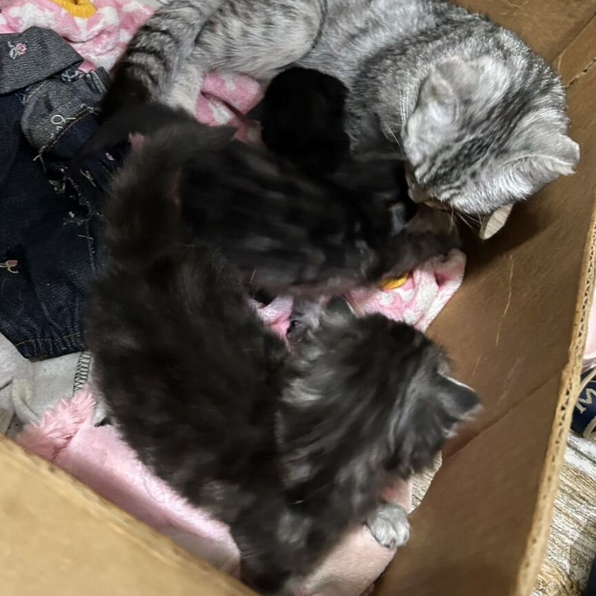 Продам Котят от веслоухой кошки