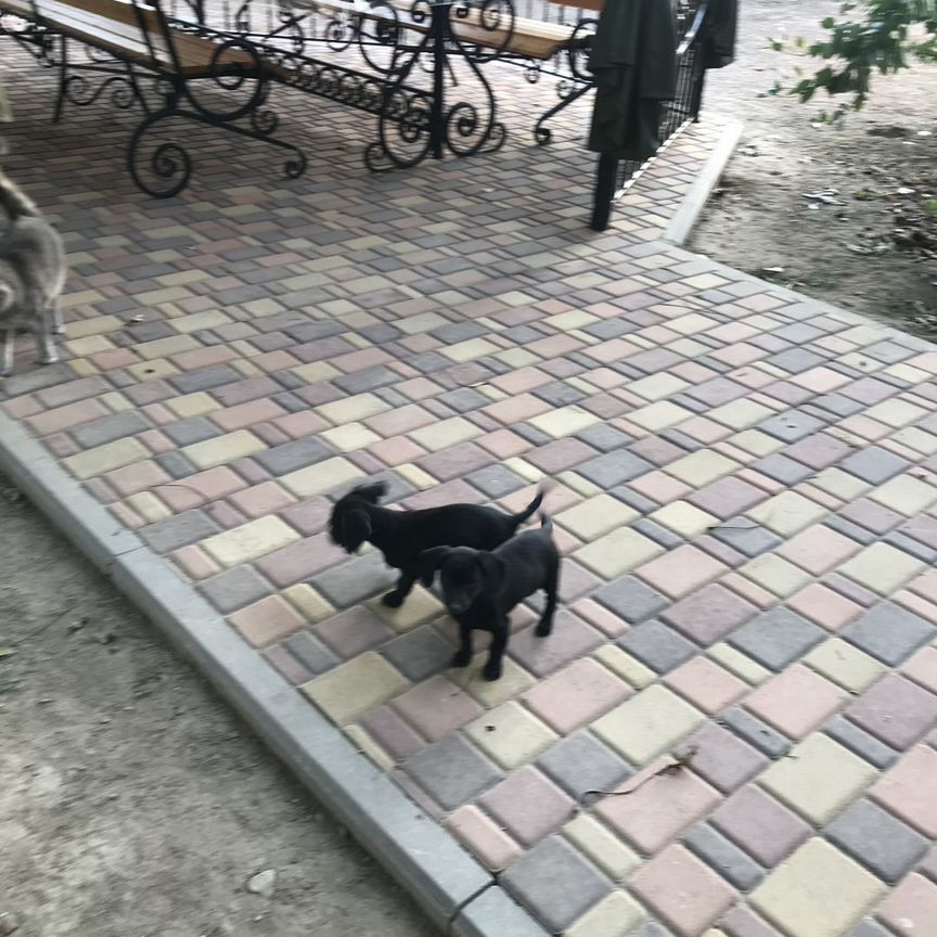 Щенки в добрые руки