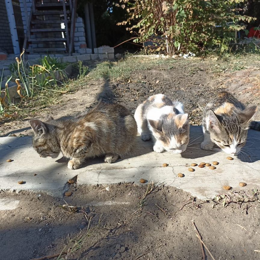 Котята Табби Отдадим в добрые руки