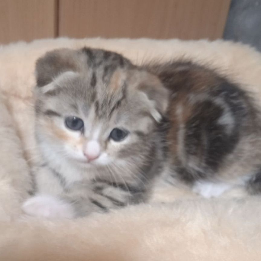 Шотландский вислоухий короткошёрстный котёнок
