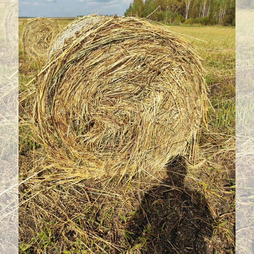 Сено суданская трава в рулонах