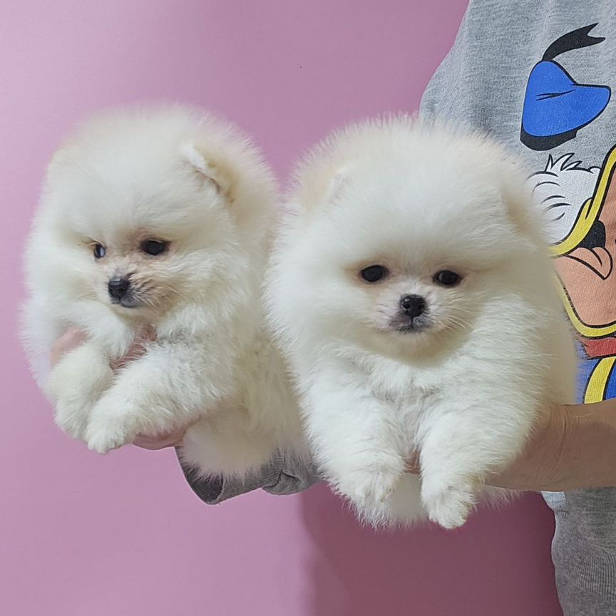 Мини девочки, айс крем