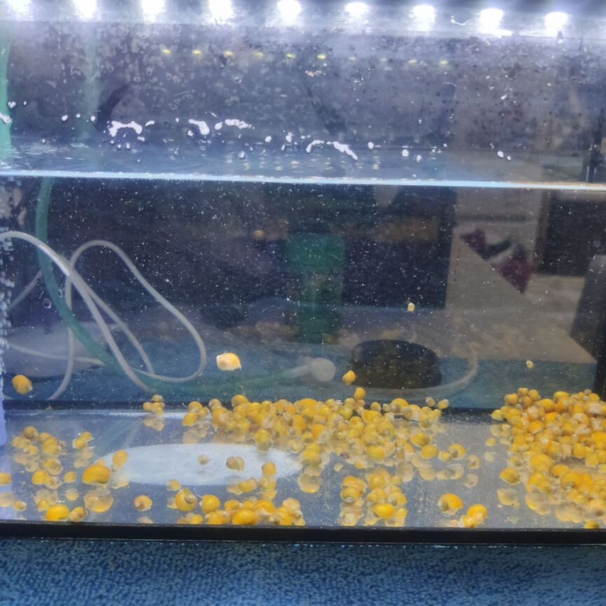 Улитки ампулярии подростки