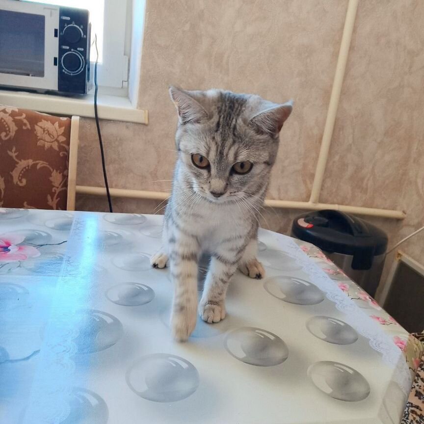 Кошка британка