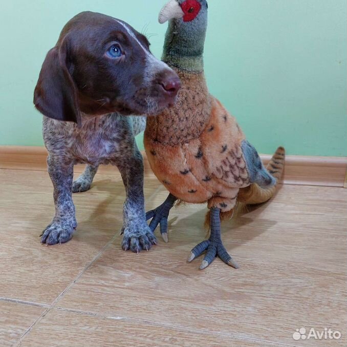 Щенок курцхаара