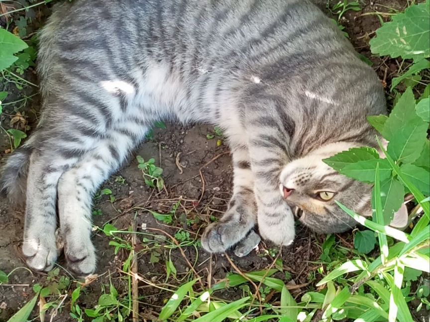 Красивый котик ищет любящего хозяина