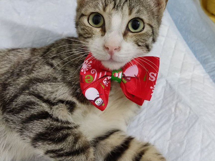 Чудесный котенок Винтик в добрые руки