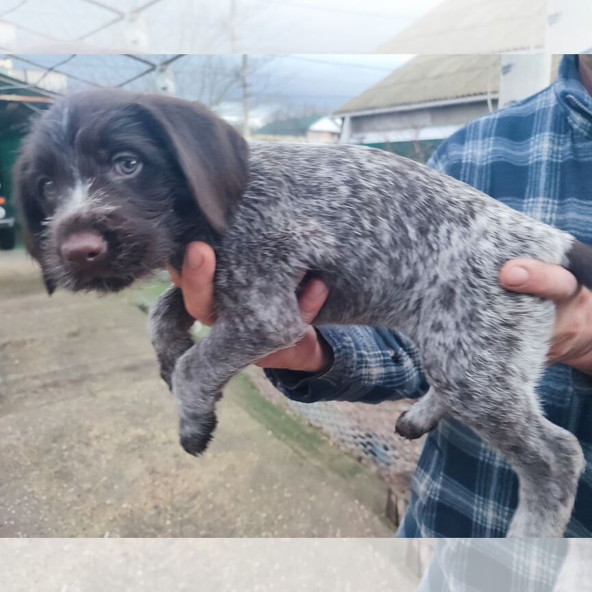 Щенки дратхаара Крым