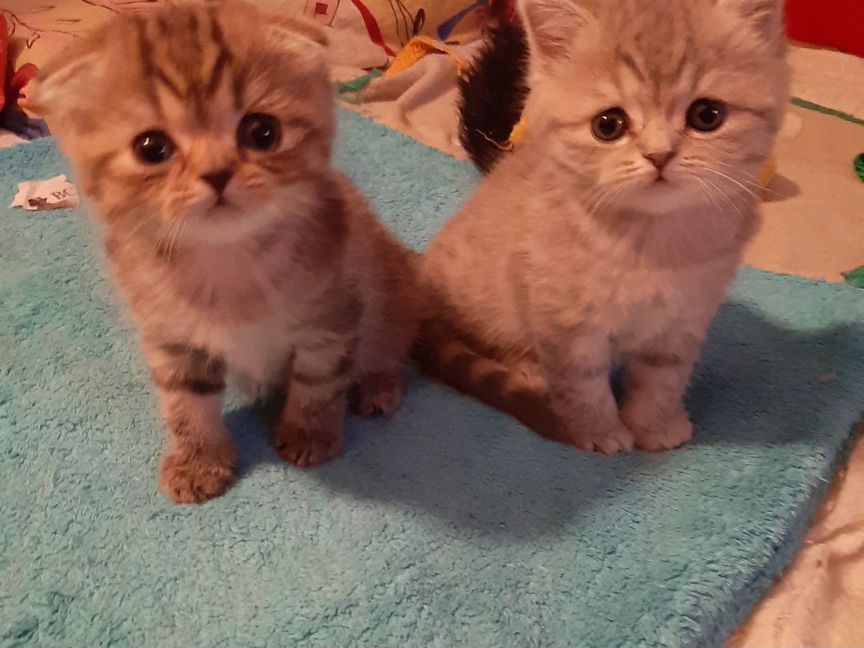 Британские котята