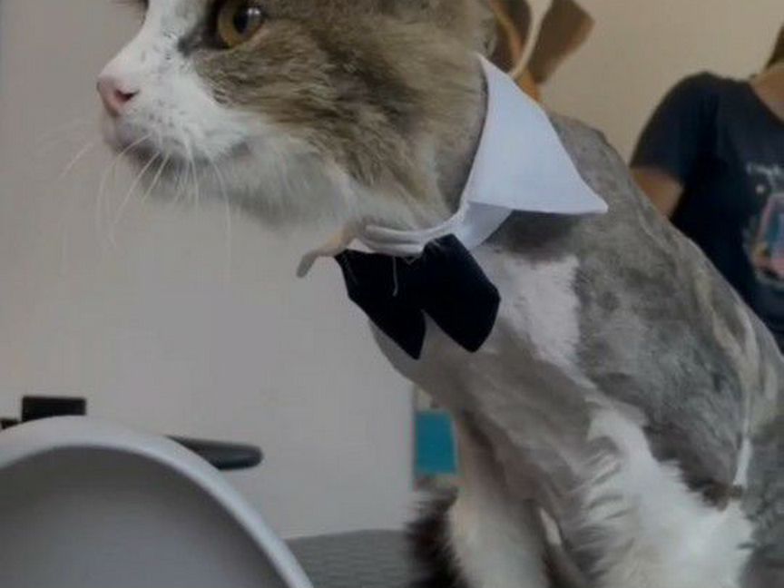 Кот переполненный любовью