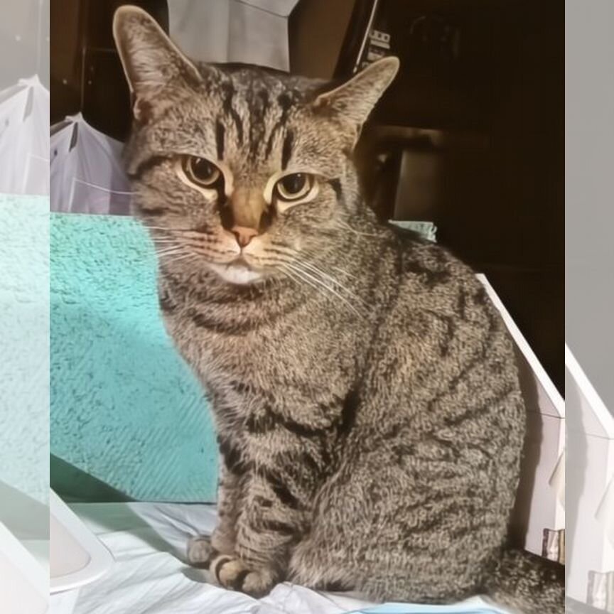 Взрослая, кошка в добрые руки