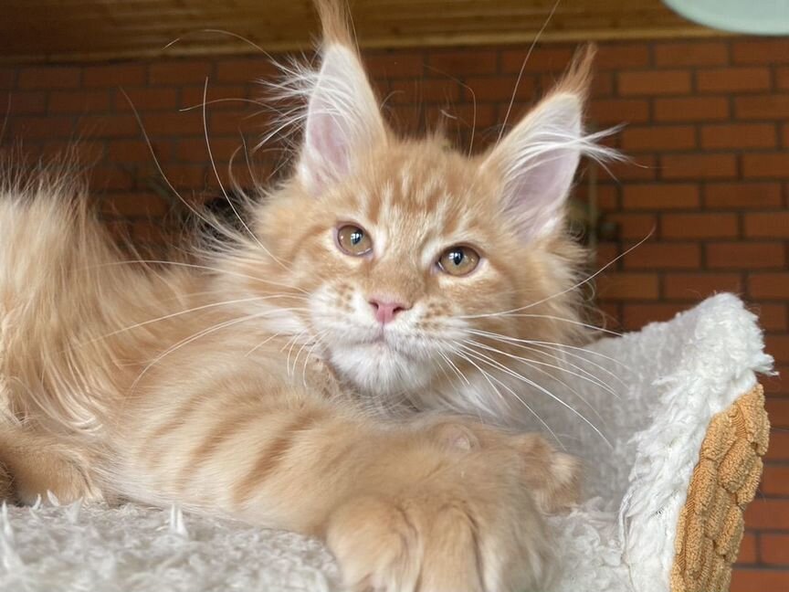 Мейн-кун полидакт девчушка