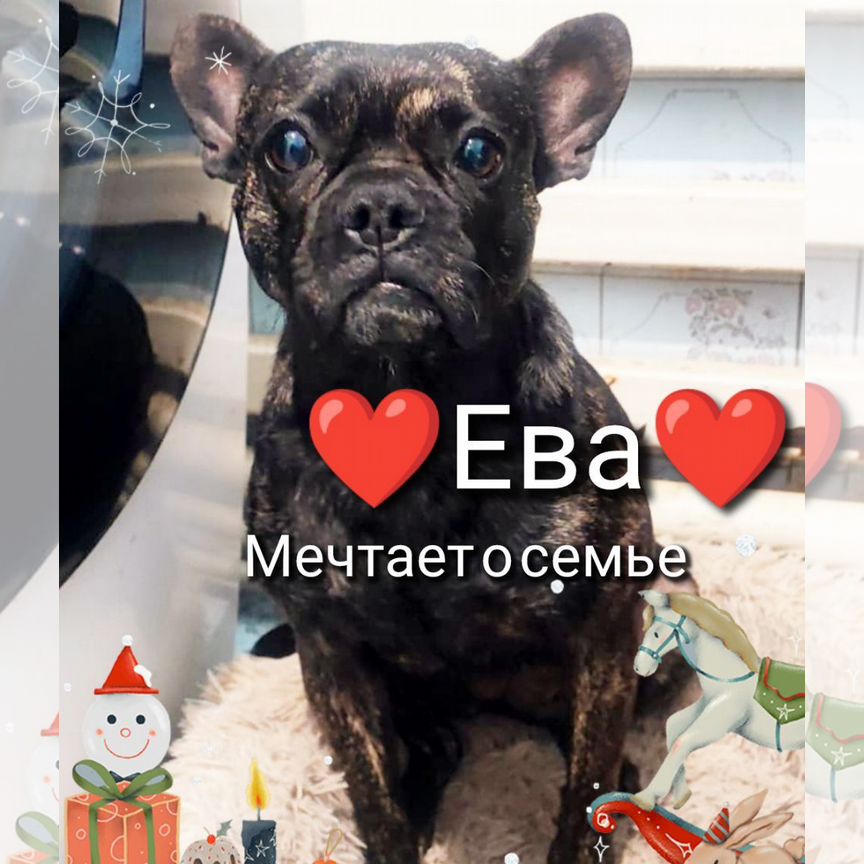 Французский бульдог метис