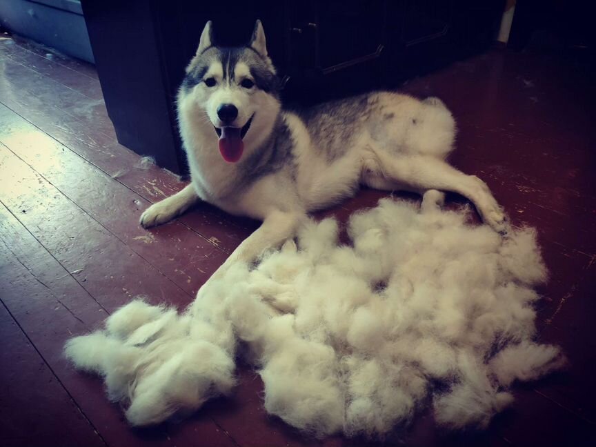 Собачья шерсть