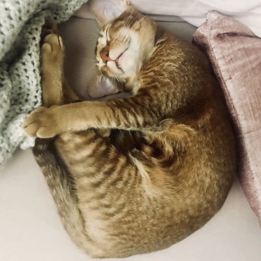 Оцикет, взрослый кот