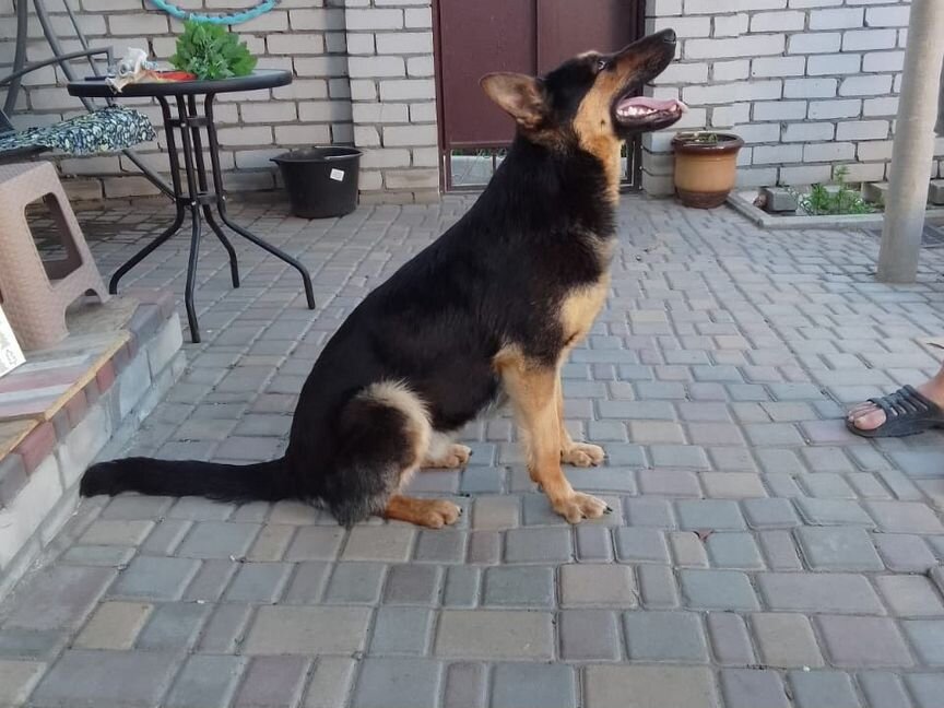 Чистокровные щенки немецкой овчарки