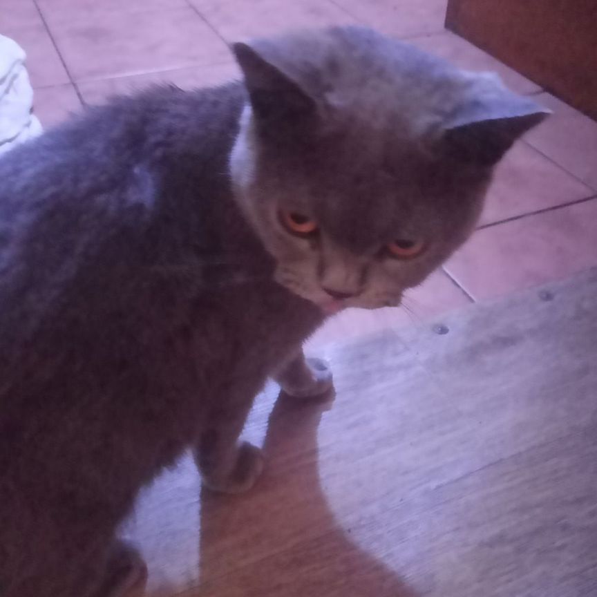 Найдена кошка британка