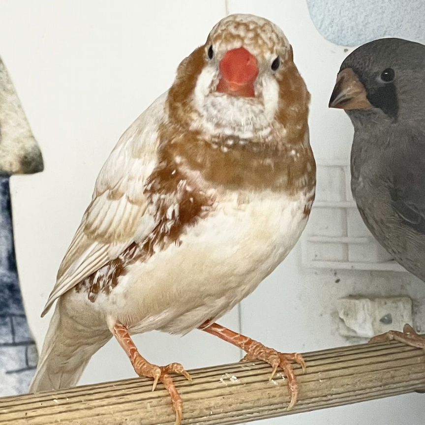 Зебровые амадины