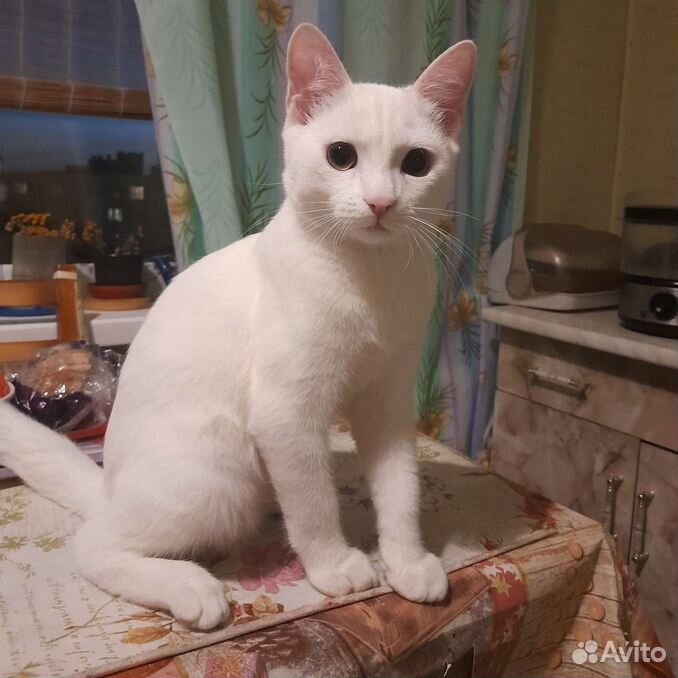 Кот Као Мани на вязку