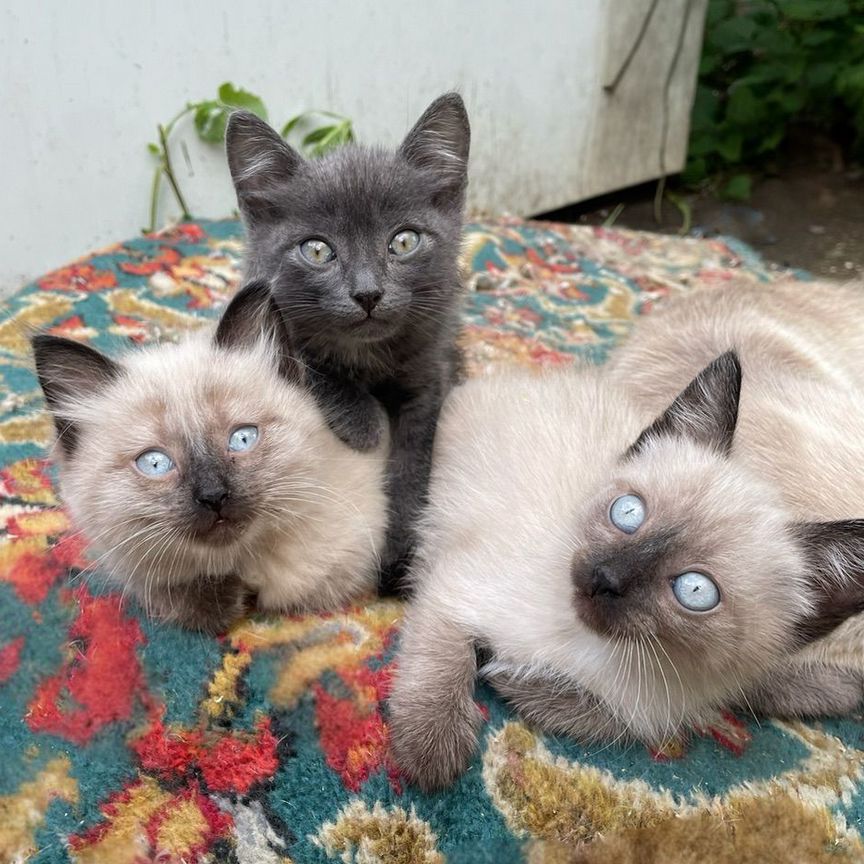 Котята в добрые руки