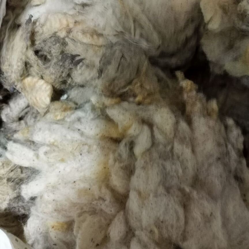Шерсть овечья не стиранная 10-11 кг