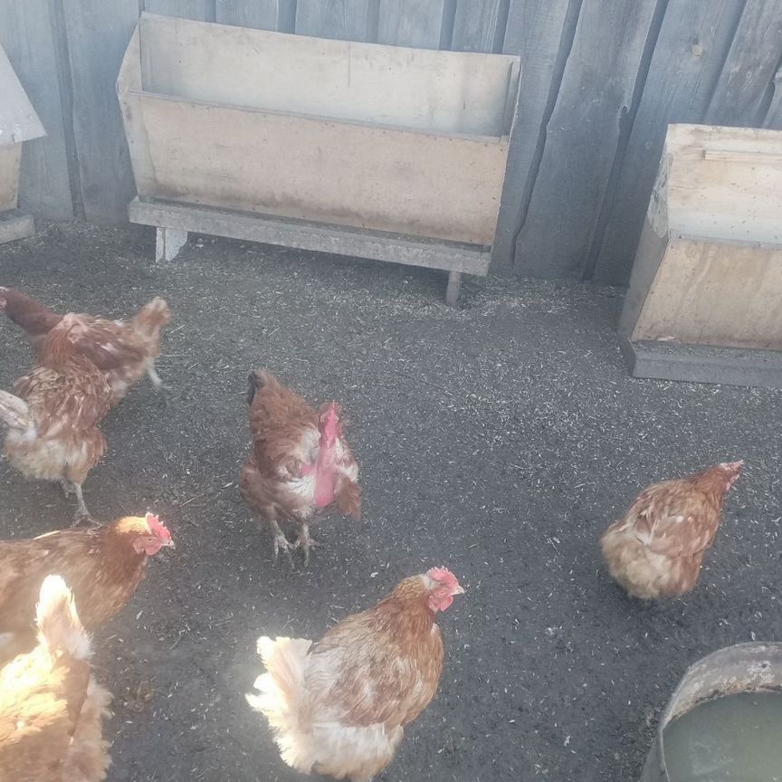 Куры несушки