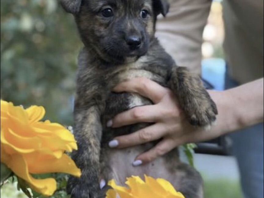 Удивительный щенок маленькой собаки в добрые руки