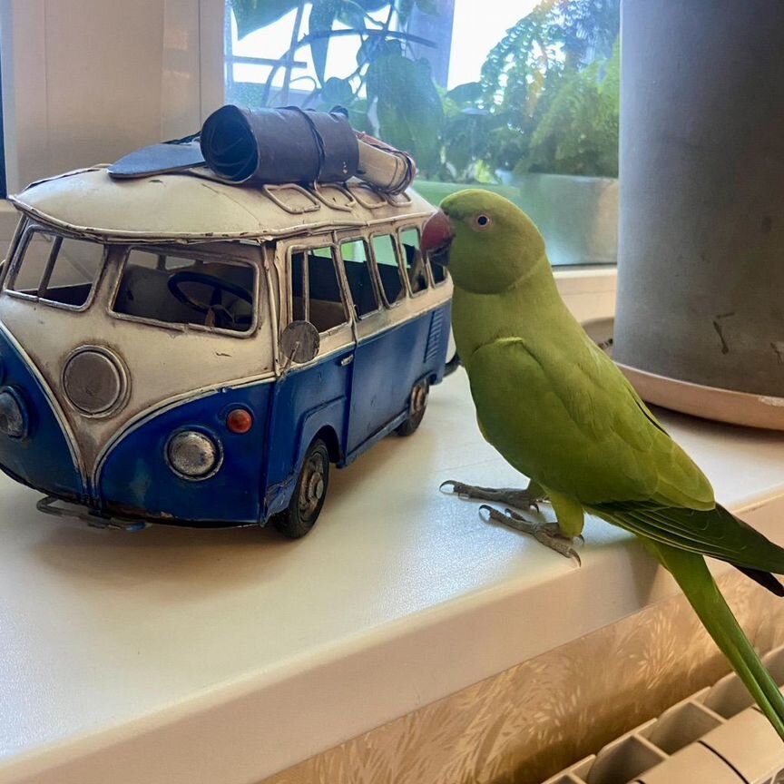 Ожереловый попугай