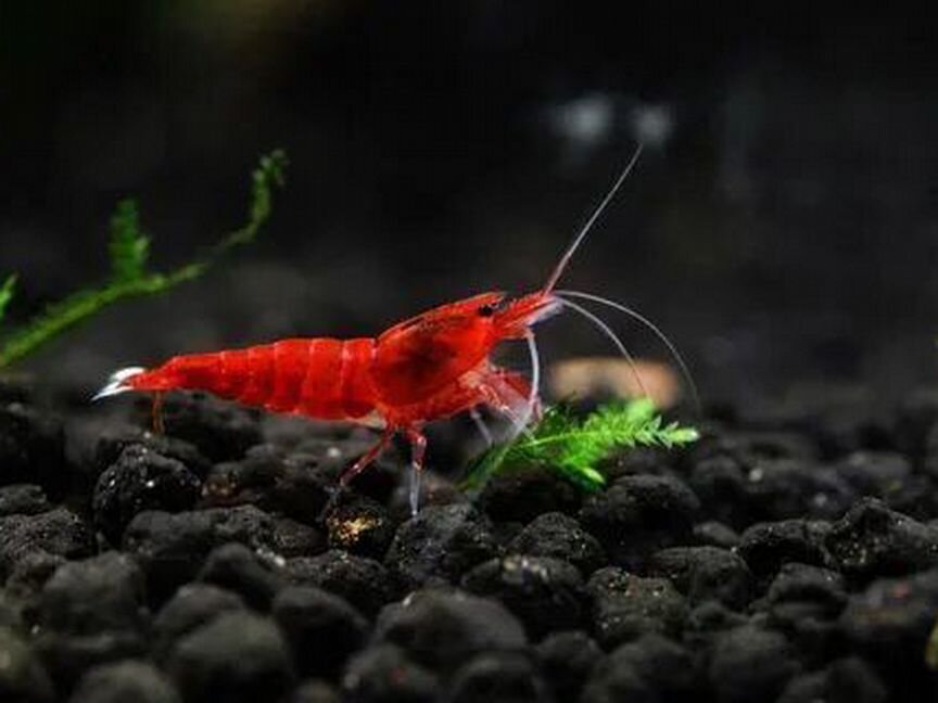 Купить креветок для аквариума