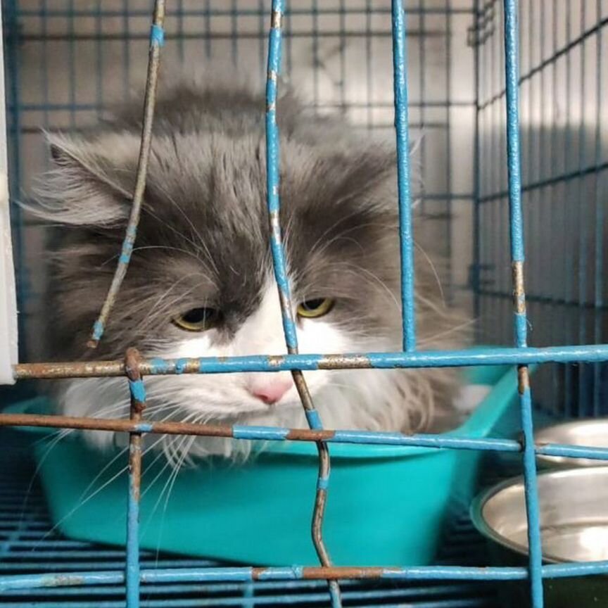 Котик найденыш