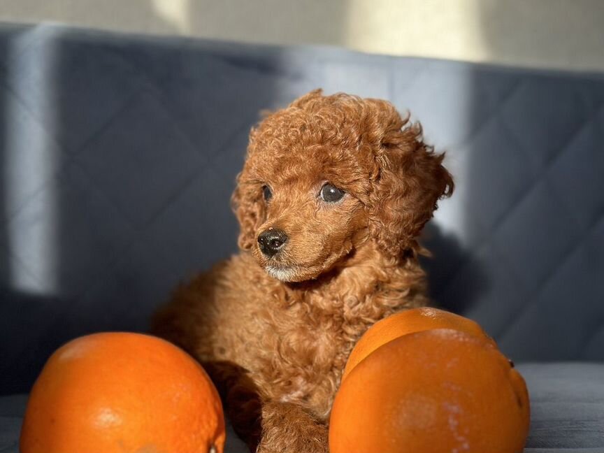 Той пудель (девочка)