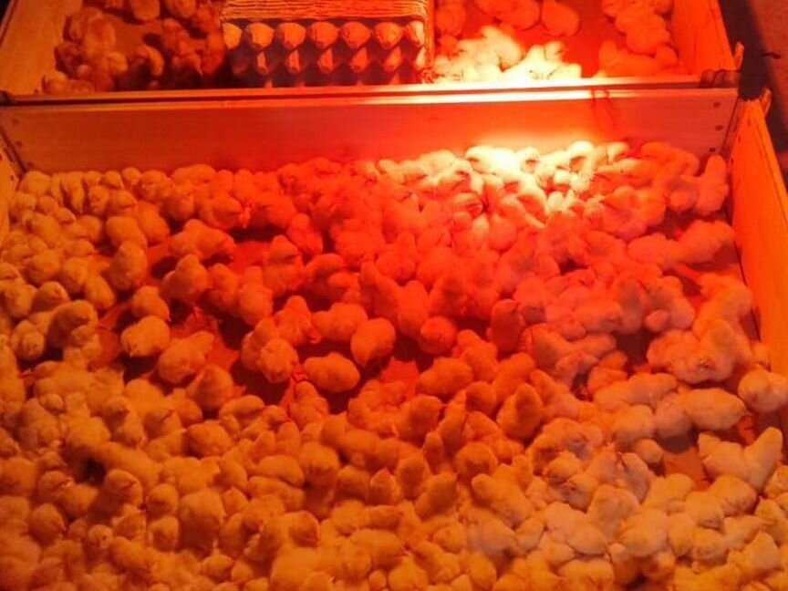 Суточные цыплята несушка декалб уайт