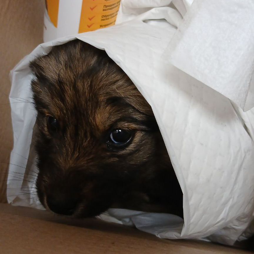 Щенок в добрые руки