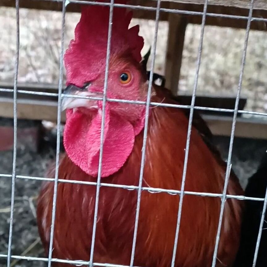 Петух кучинский