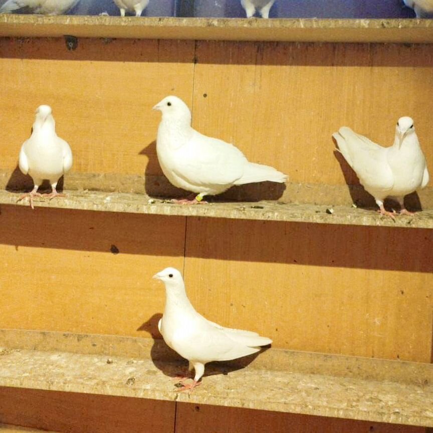 Голуби почтовые