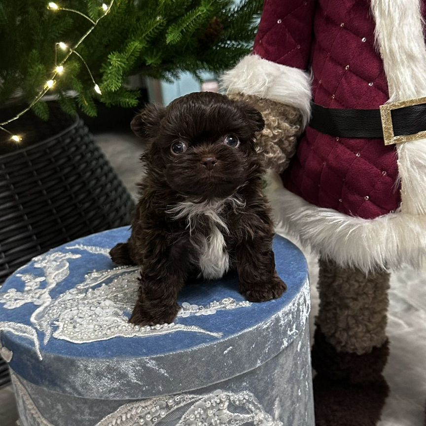 Мальтипу горький шоколад