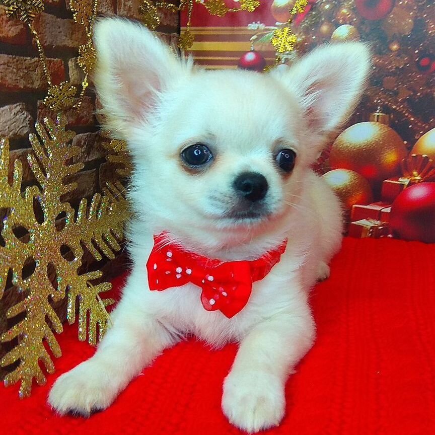 Щенки чихуахуа