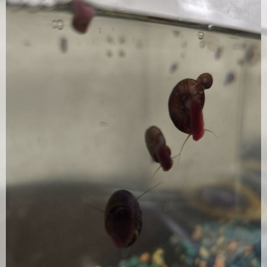 Улитки катушки