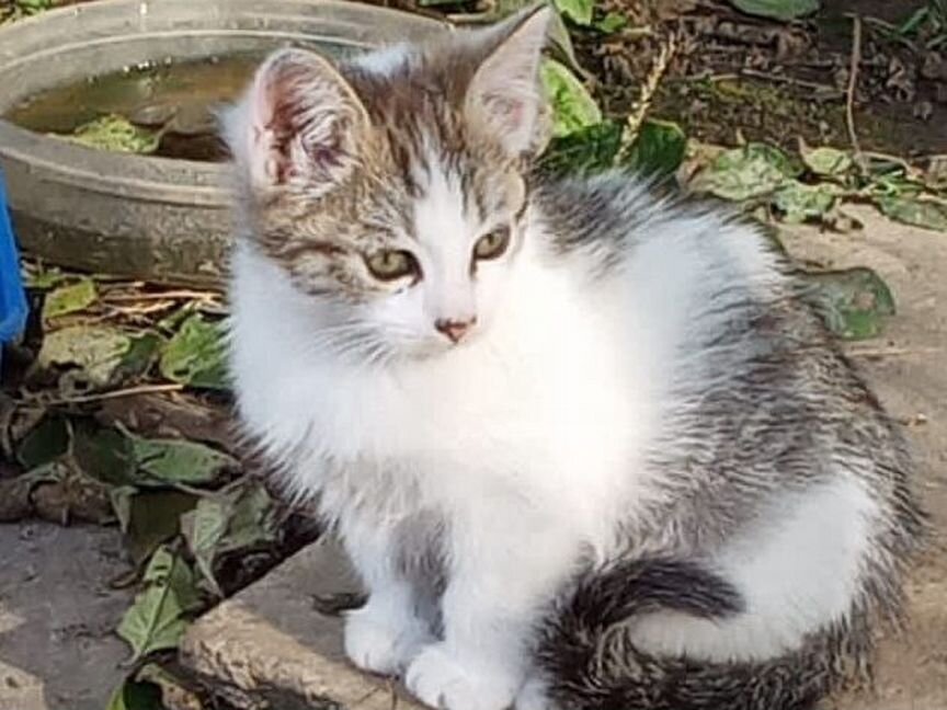Котёнок с дачи