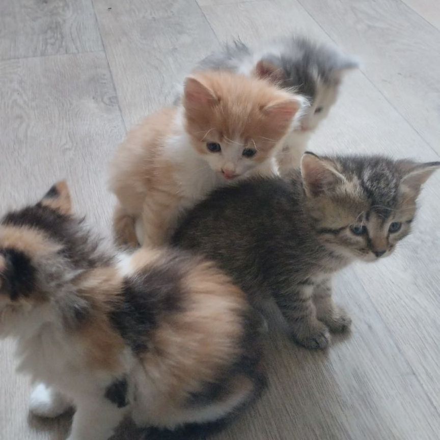 Котята в добрые руки бесплатно