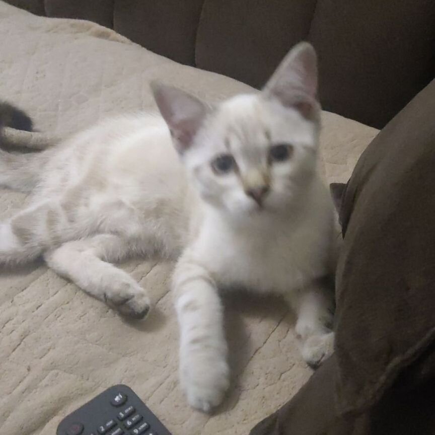 Котëнок сиамский
