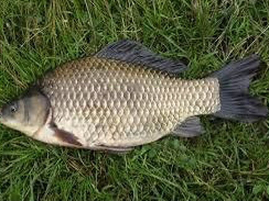 Свежая рыба карась