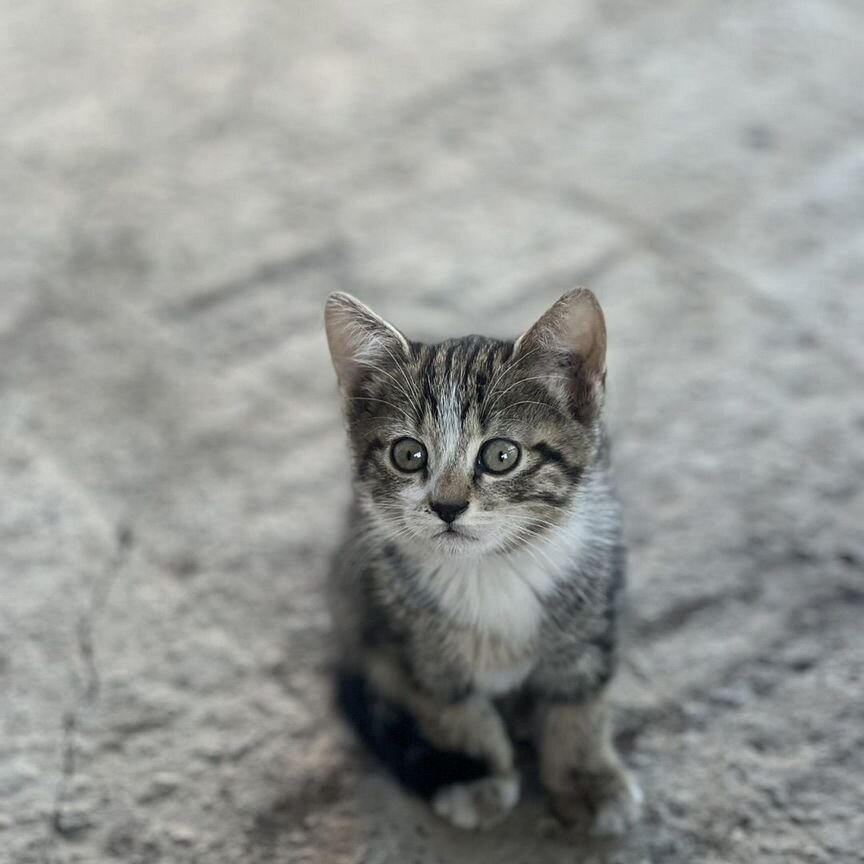 Котенок, очень ручная