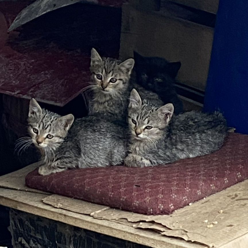 Котята с завода