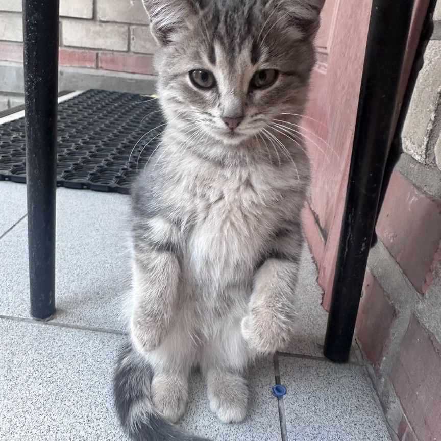 Котенок мальчик бесплатно