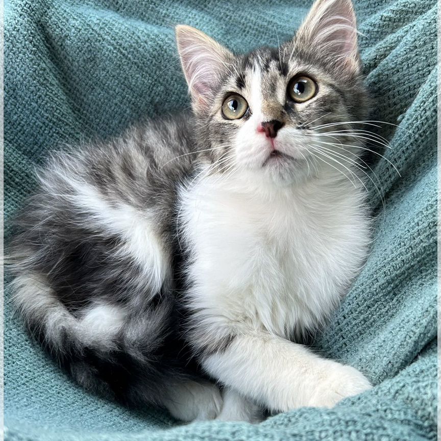 Милый котёнок ищет дом