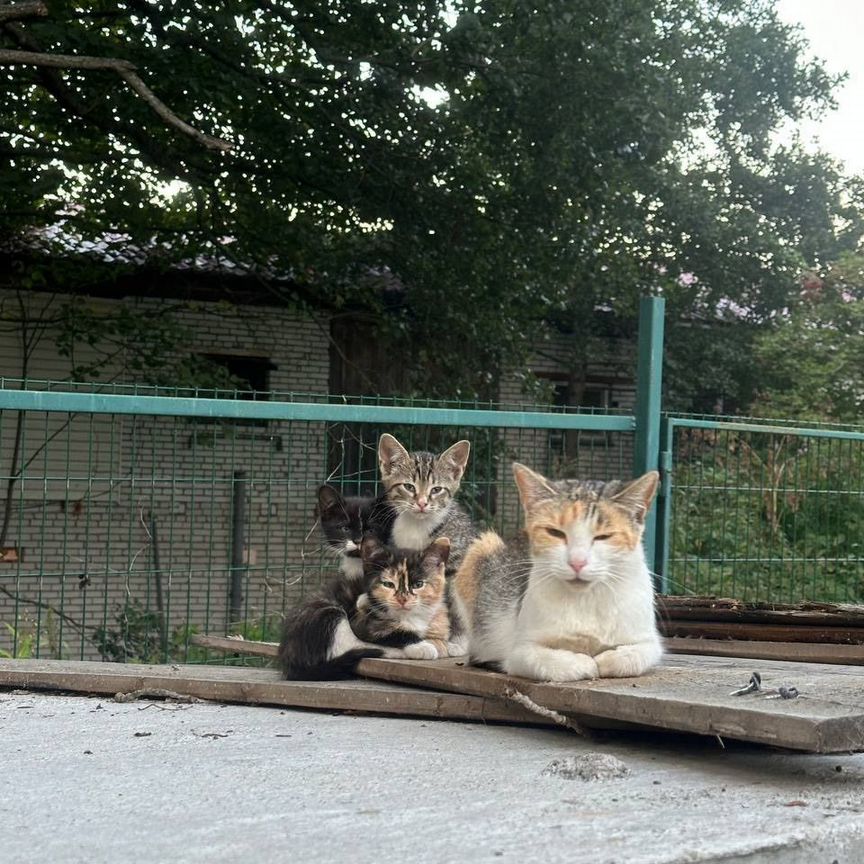 Котята в добрые руки