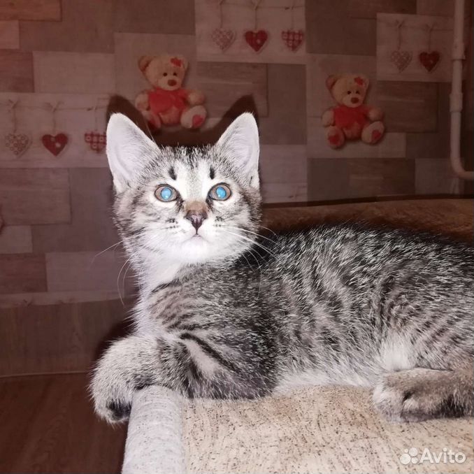 Котята с Кисточками