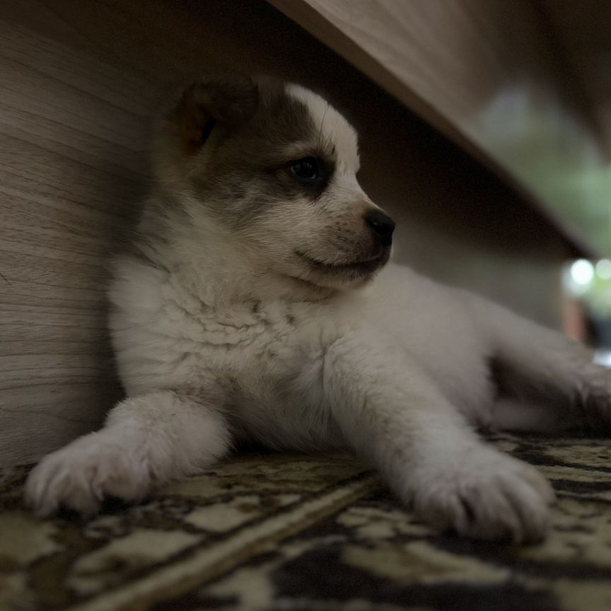 Щенок в добрые руки