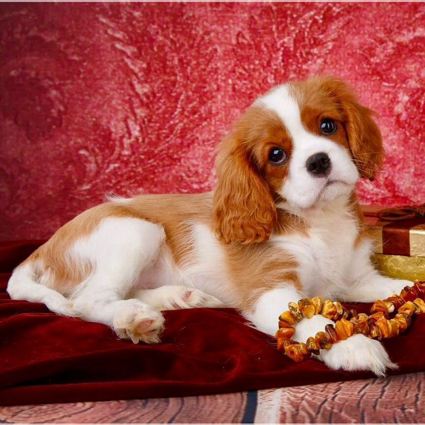 Обученные щенки кавалер кинг-чарлз спаниель